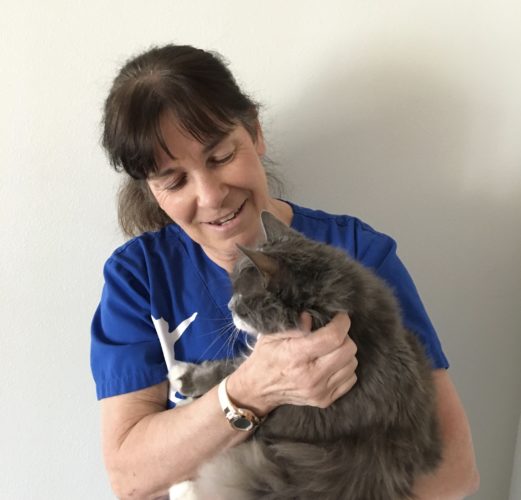 The Cat-Human Bond: how cats see humans and how humans see cats