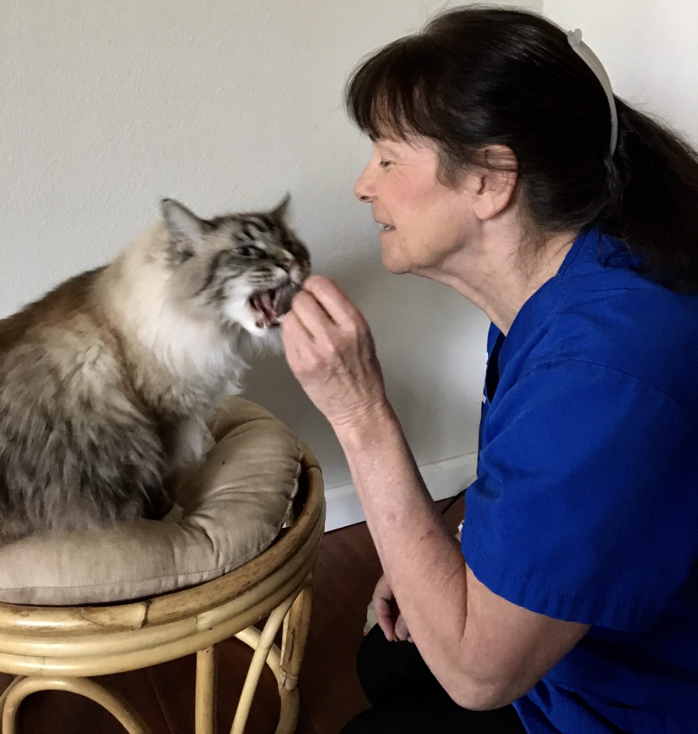Cat Behavior Coaching - Communicating with Your Cat