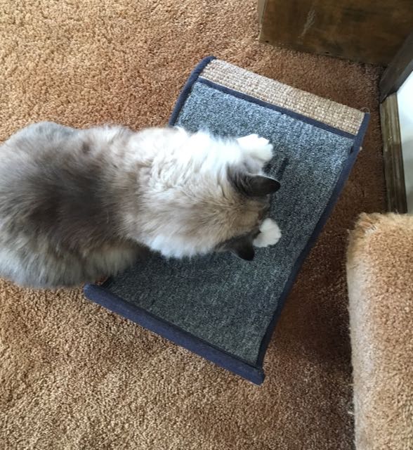 The Cat Friendly Home: Guiding your cat's scratching behavior