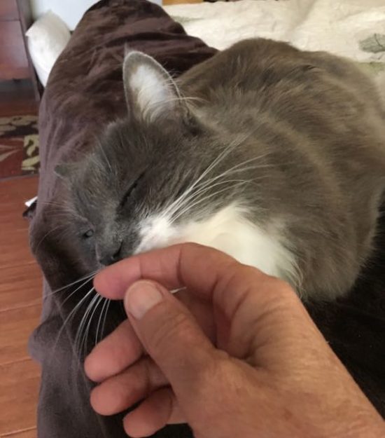 Predictable and Positive Interactions Between Cats and Humans