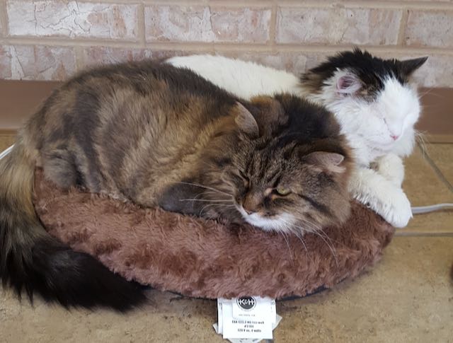 Social Groups of Cats - The Feline Purrspective