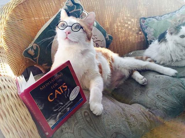 The Cat-Human Bond: how cats see humans and how humans see cats