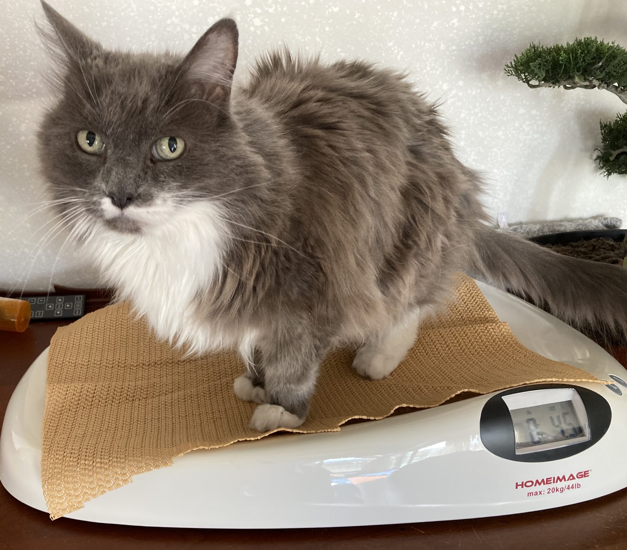 Strategies for Feeding Your Older, Skinny Cat