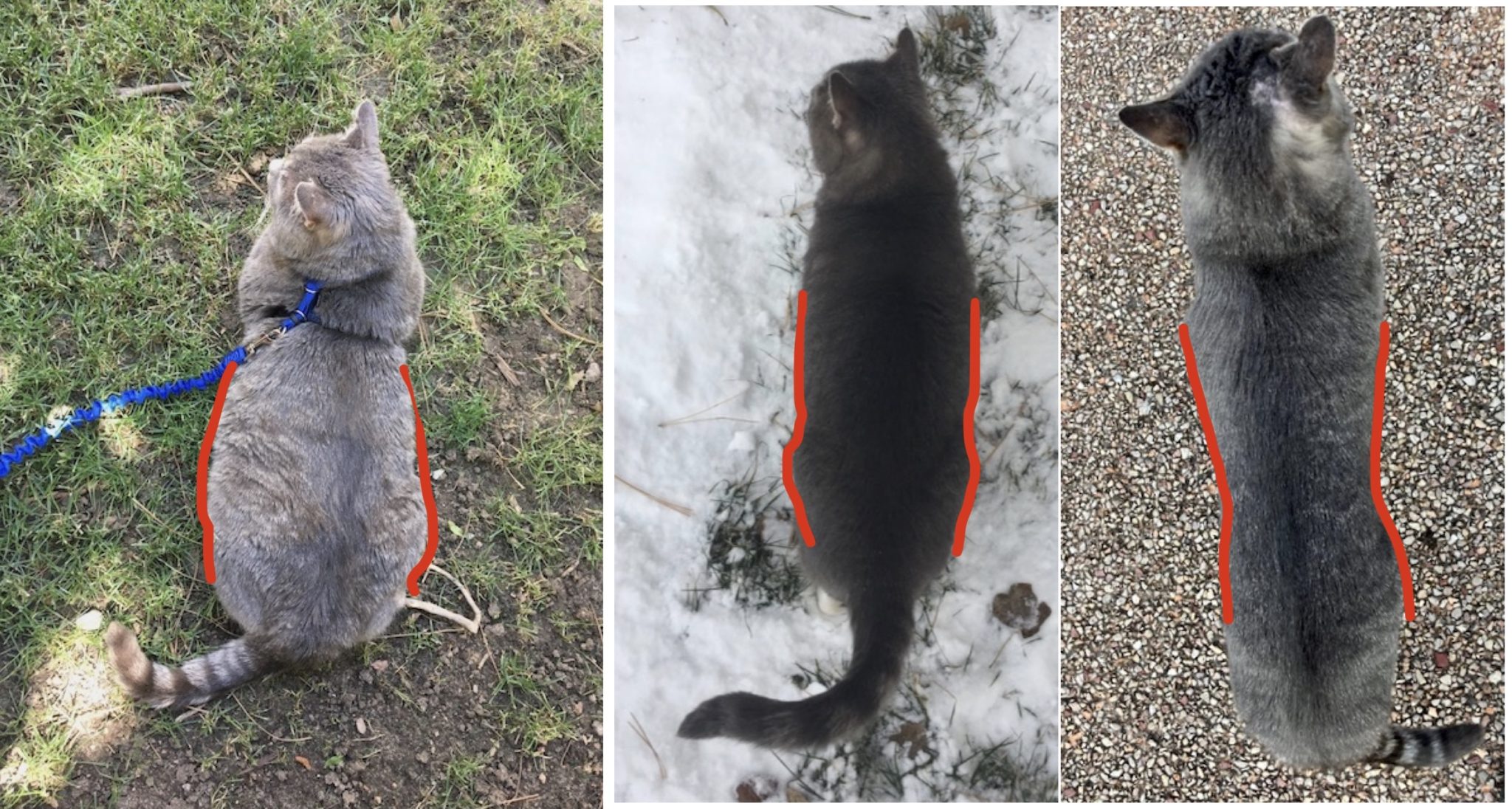 How do You Tell if Your Cat is Fat