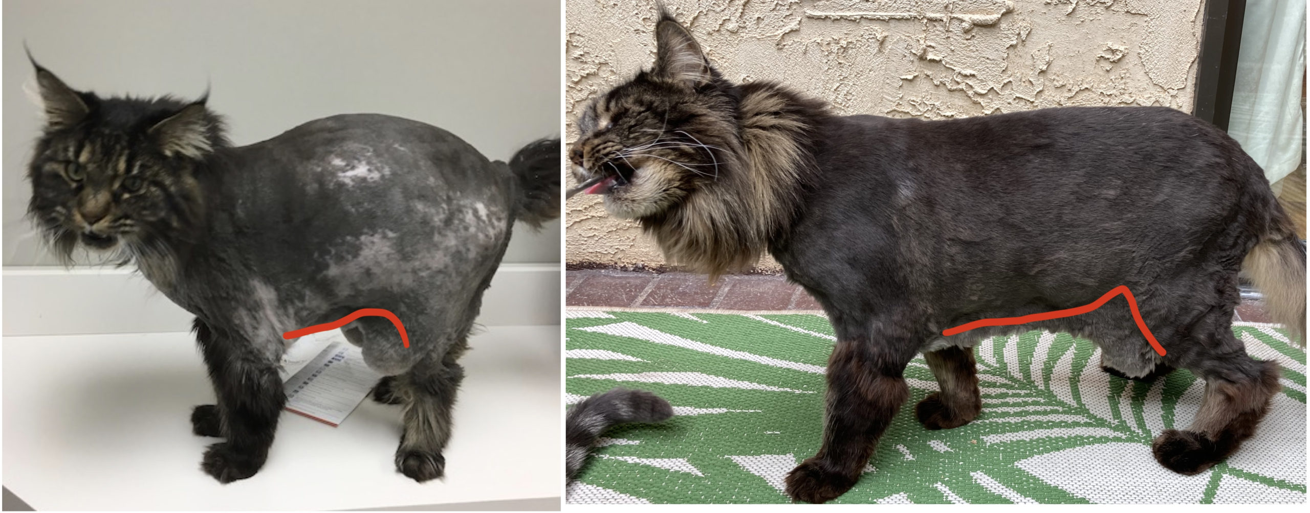 How do You Tell if Your Cat is Fat