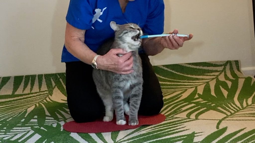 Medicating Your Cat | The Feline Purrspective