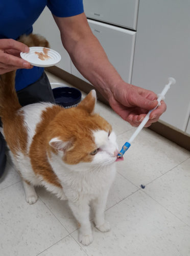 Giving Your Cat a Pill "By Hand" or using a Pet Piller