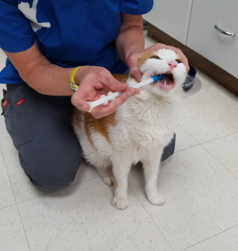 Giving Your Cat a Pill "By Hand" or using a Pet Piller