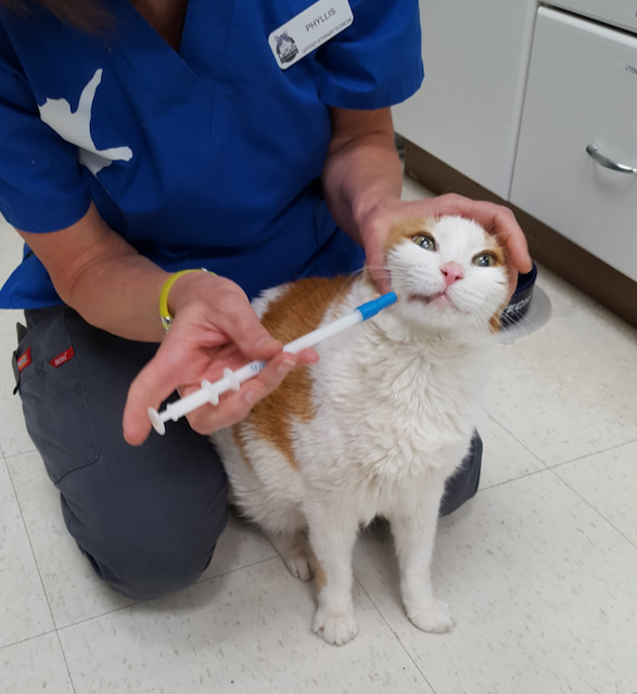 Giving Your Cat a Pill "By Hand" or using a Pet Piller
