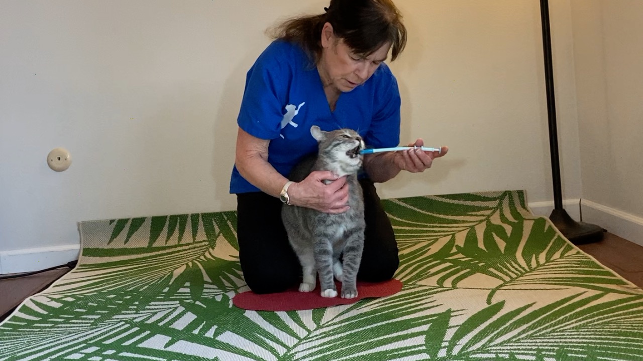 Medication Can Help a Cat Relax at the Vet