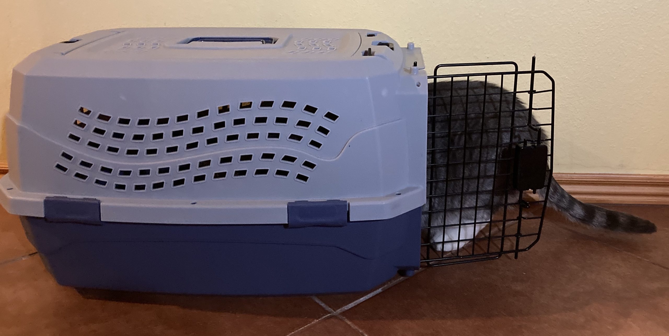 Is There More to the Finicky Cat Meme than Food Choices?