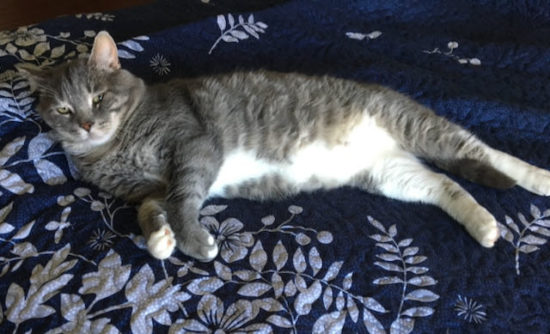 Cats slow blink and what it means