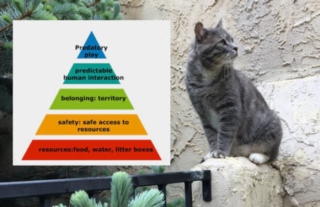 What do cats need - the 5 pillars of the feline environment