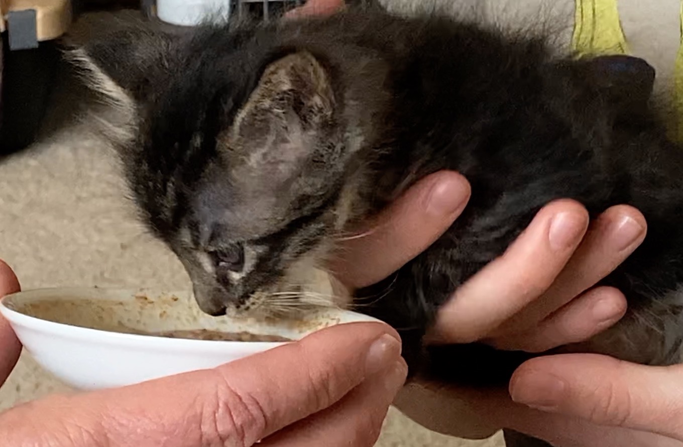 Can the kitten raised by humans make a good pet?