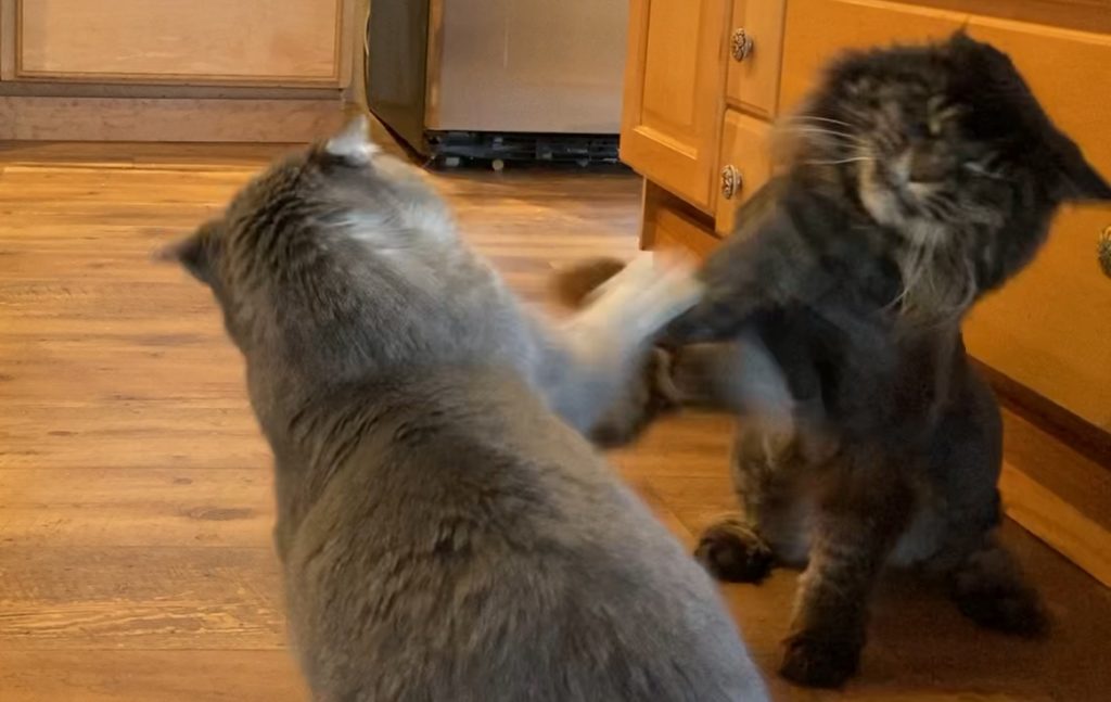 How Do Your Cats Get Along? Conflict Behaviors