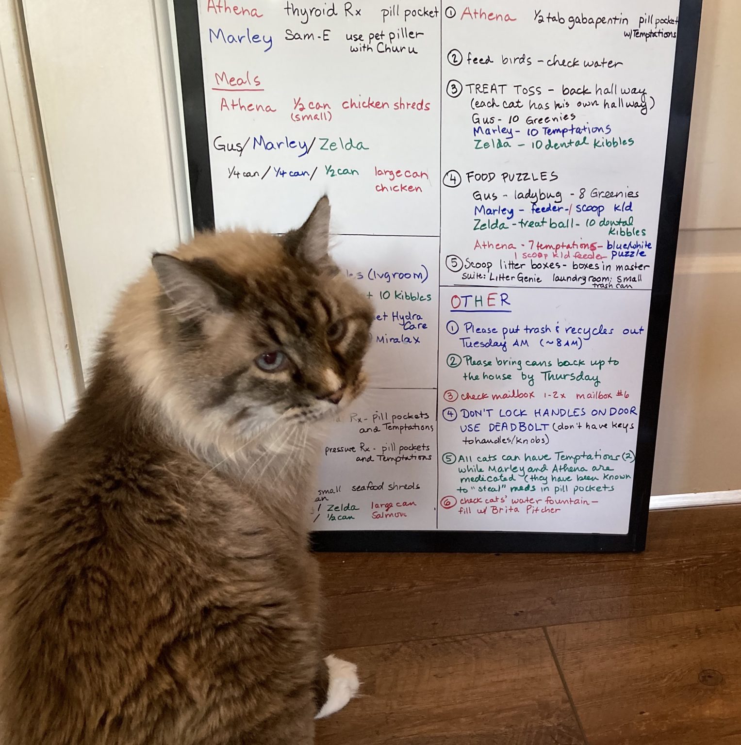 Routines help cats reduce stress and anxiety