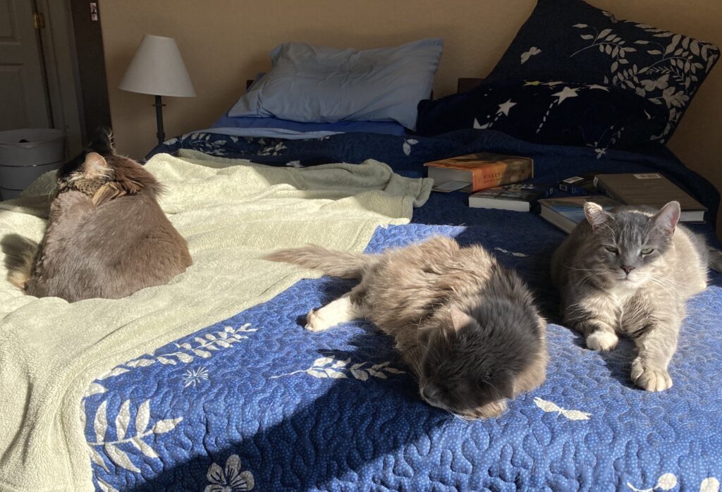 How Do Your Cats Get Along? Affiliative Behaviors
