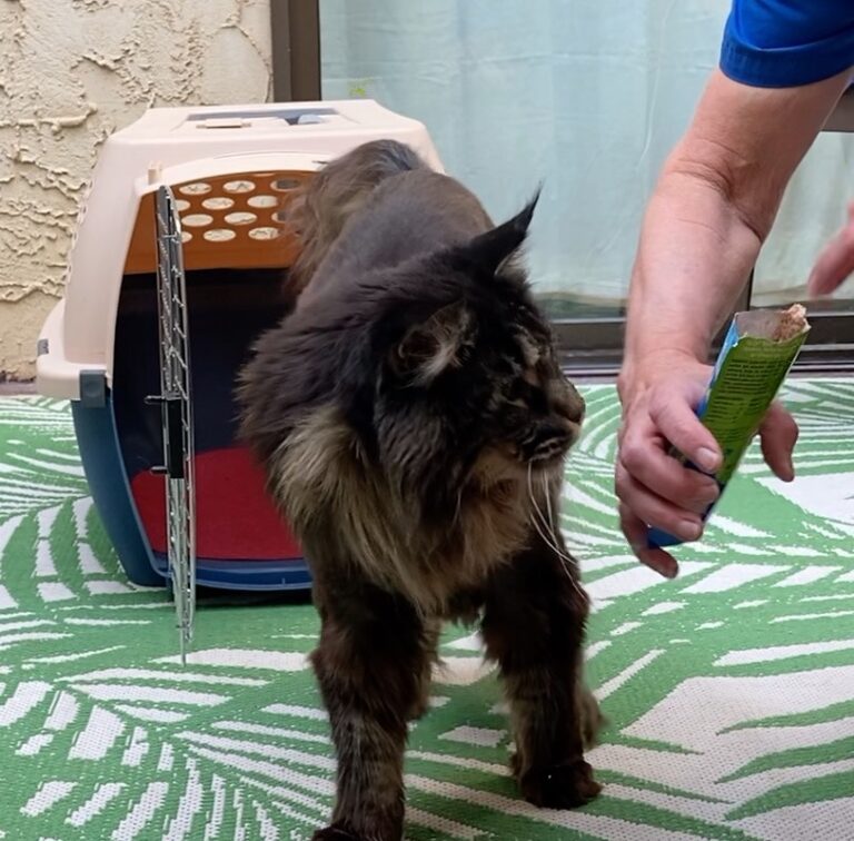 Better Vet Visits: Carrier Training for Your Cat