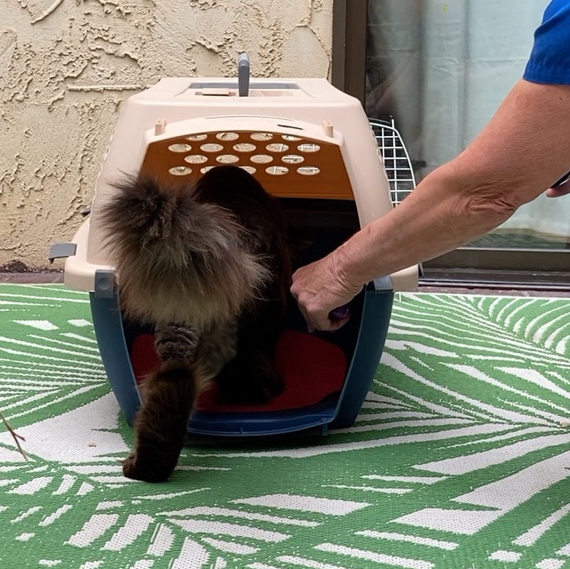 Better Vet Visits: Carrier Training for Your Cat