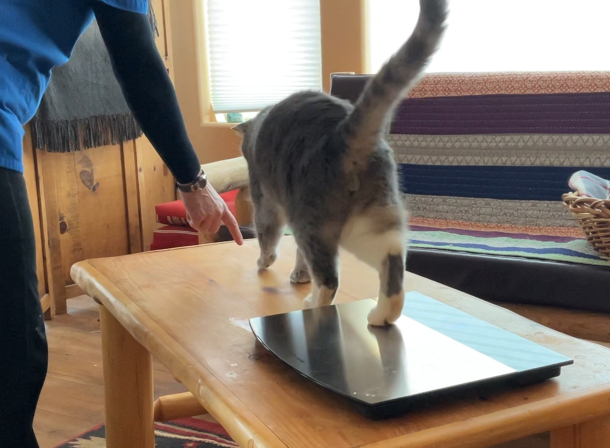 Vet visits | The Feline Purrspective