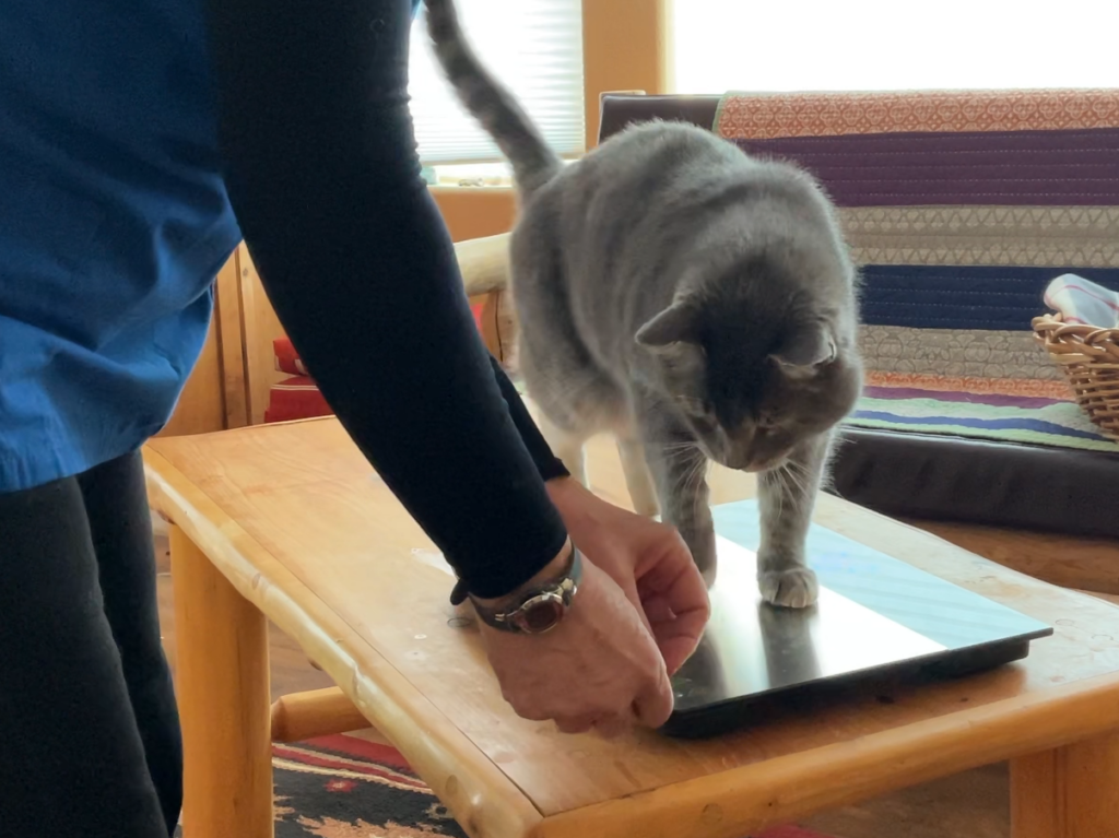 The Feline Purrspective Blog | The Feline Purrspective