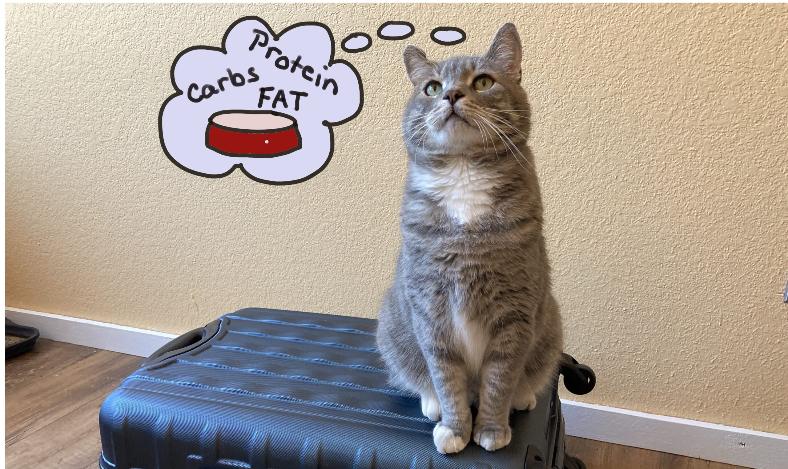 Feeding Your Cat: Complete and Balanced Diet