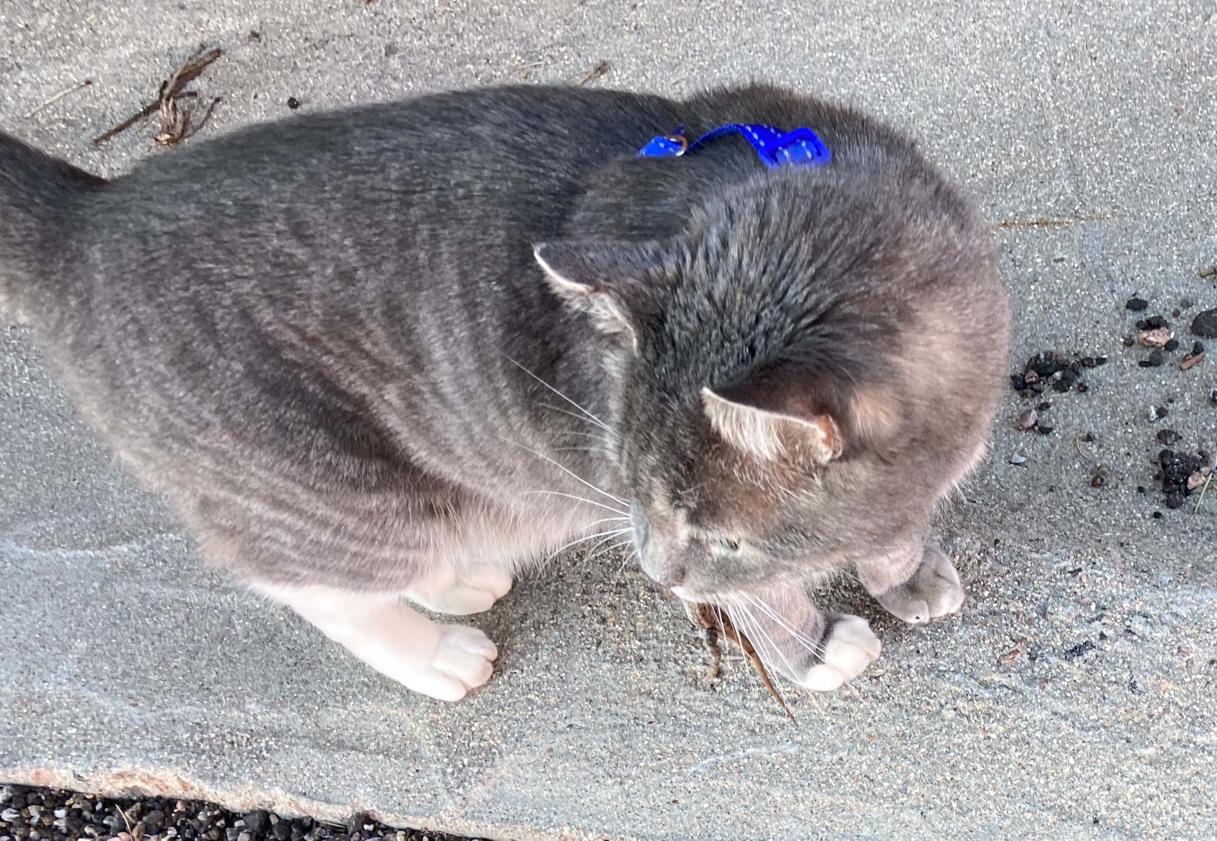 The Social Cats - The Lion Pride and The Cat Colony