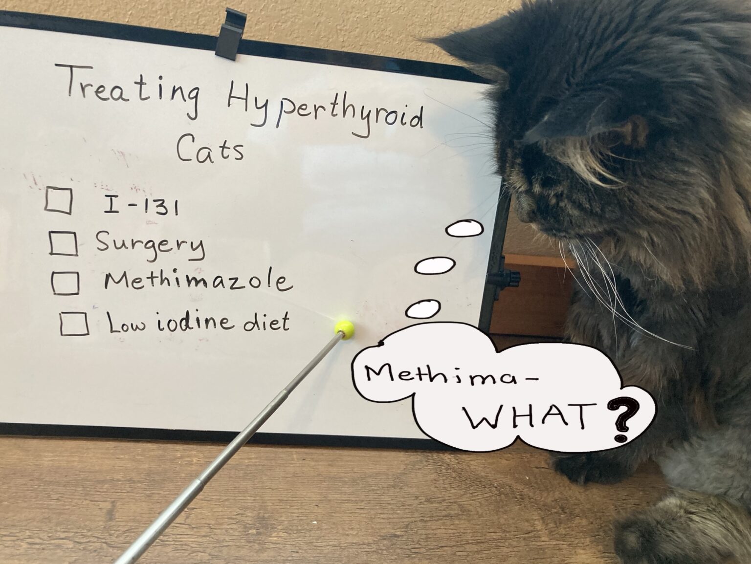 Diagnosing and Treating Hyperthyroidism in Cats