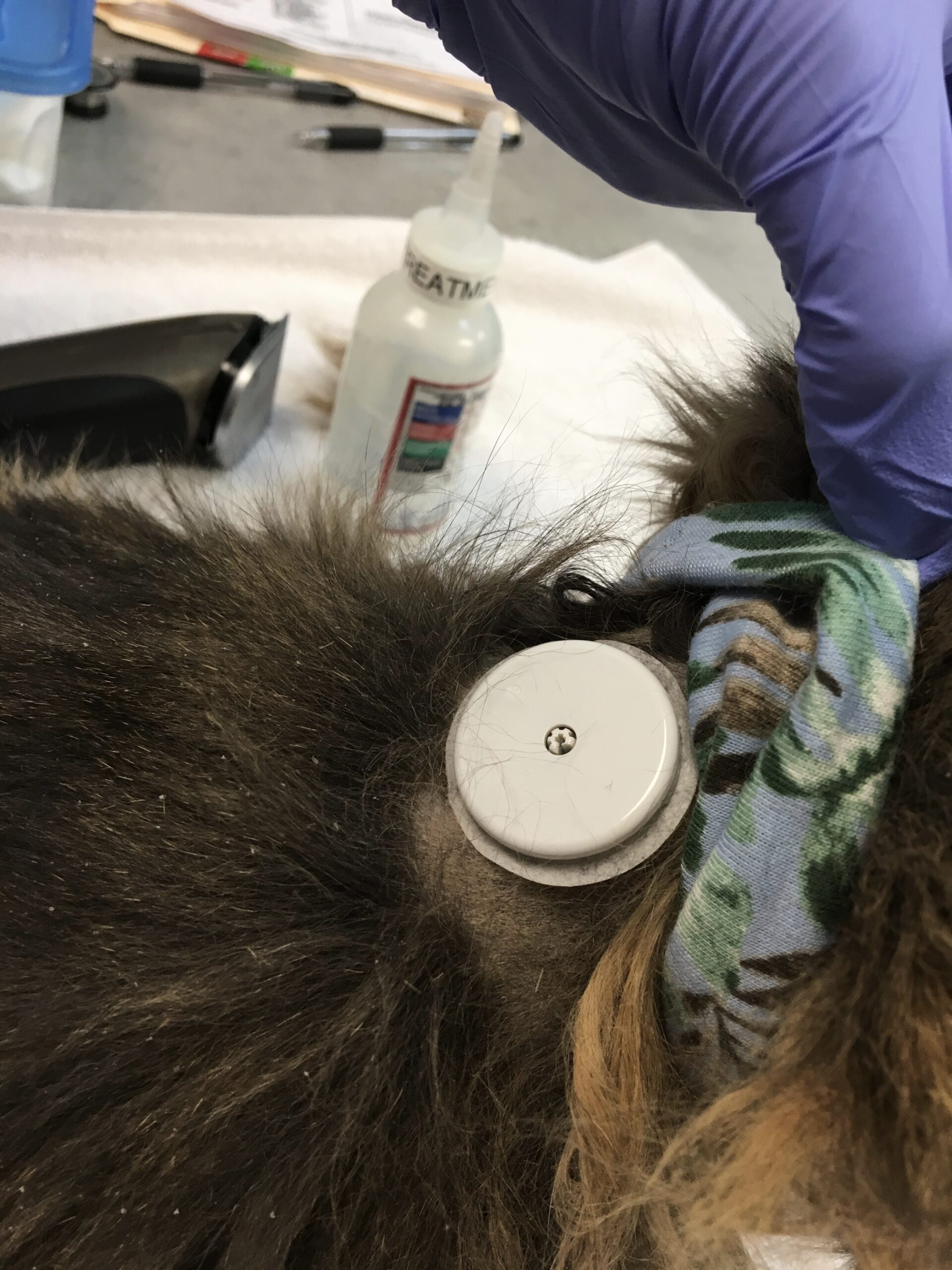 Managing the Diabetic Cat - Home Monitoring and Emergencies