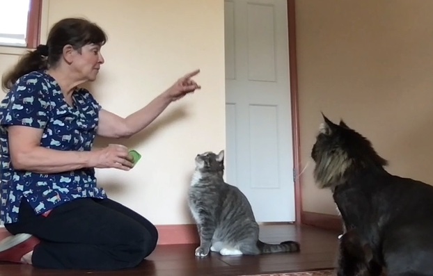 Cat Behavior Coaching - Communicating with Your Cat
