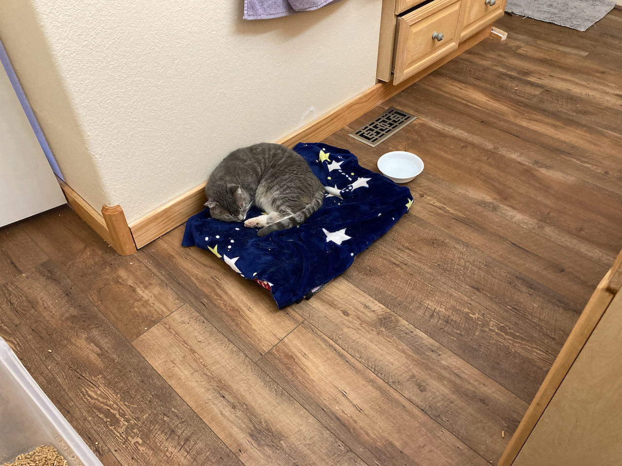 Managing the Painful Cat: Recognizing pain and Giving Care