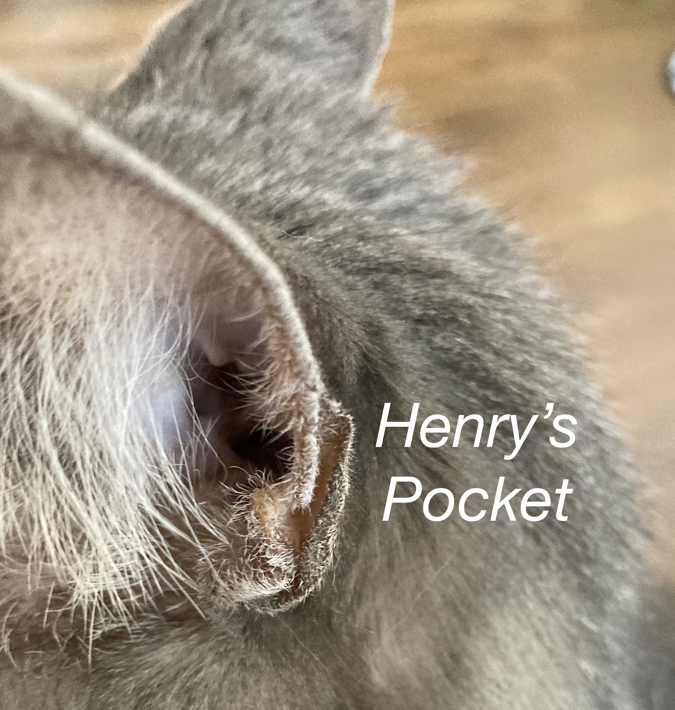 Your Cat Lives in a Noisy World - What do Cats Hear